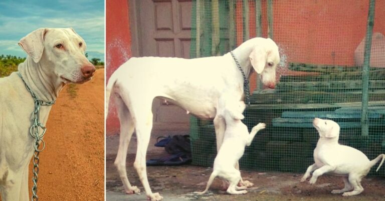 Rajapalayam to Combai: How to Adopt Native Indian Dog Breeds