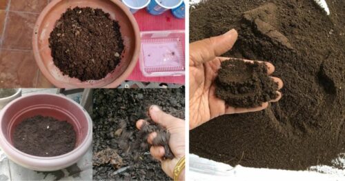 Ex-ISRO Scientist Makes Soil From Stubble, Grows 70 Food Crops