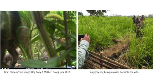 Pygmy Hog: Assam Man Spends 23 Years Saving the World’s Tiniest Pig