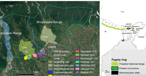 Pygmy Hog: Assam Man Spends 23 Years Saving the World’s Tiniest Pig