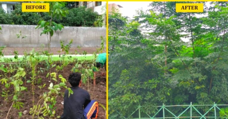 This Man Restored 400 Native Plant Species to Create 25 City Forests in ...