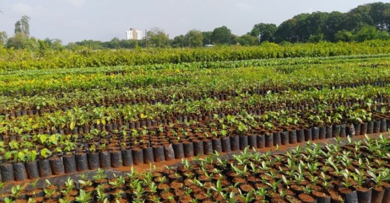 This Man Restored 400 Native Plant Species to Create 25 City Forests in ...