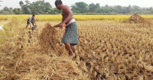 Potatoes From Paddy: Odisha Farmer's Idea Saves 80% Water, Prevents ...