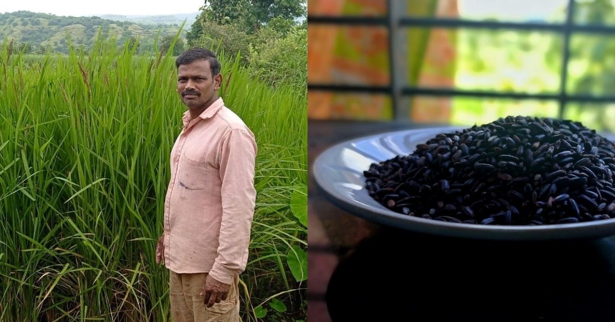 Maharashtra Farmer’s Initiative Helps Grow 1200 kg of New Variety ...