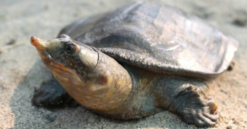 Assam Man Fights Ancient Beliefs, Helps Release 300 ‘Extinct’ Turtles