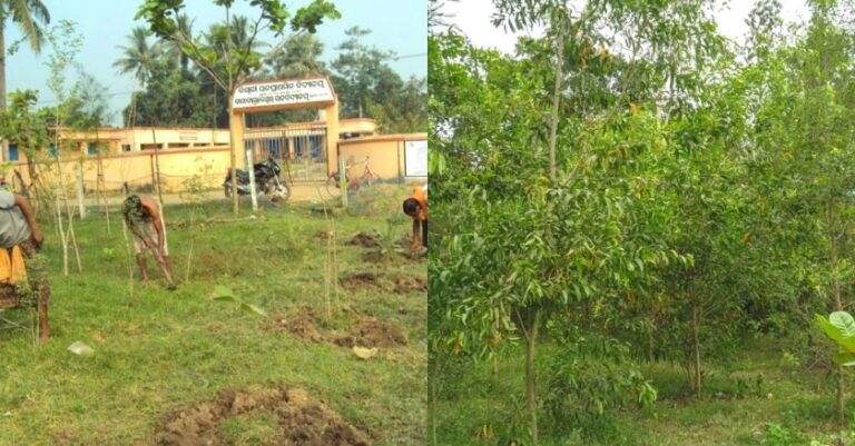 Engineer Creates 20 Mini Forests in Odisha Villages, Plants 1 Lakh Trees
