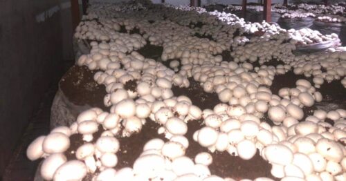 Punjab's ‘Mushroom King' Grows 200 Tonnes Using Organic Compost