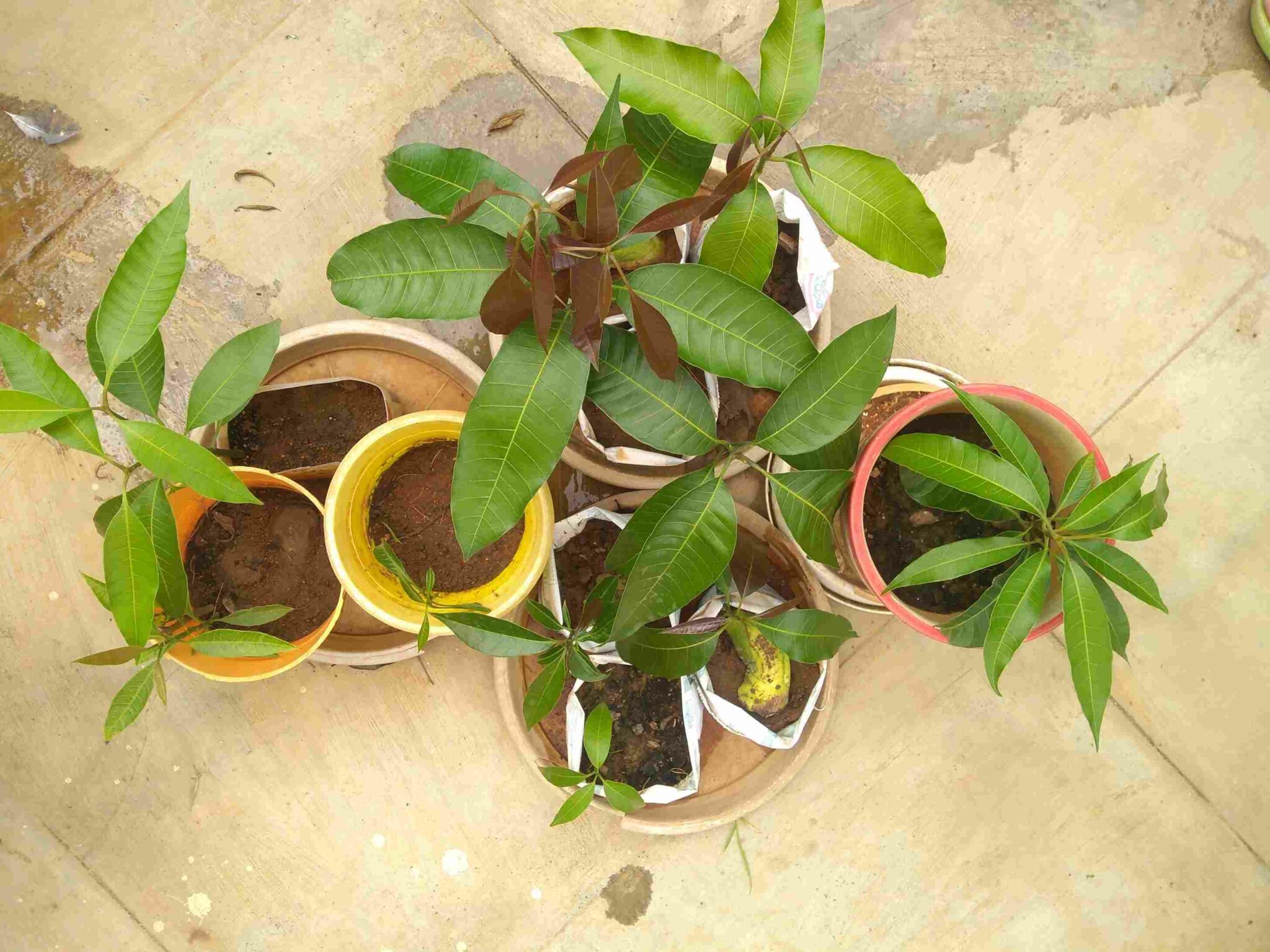 How to Grow Mango Trees at Home in Just 6 Easy Steps