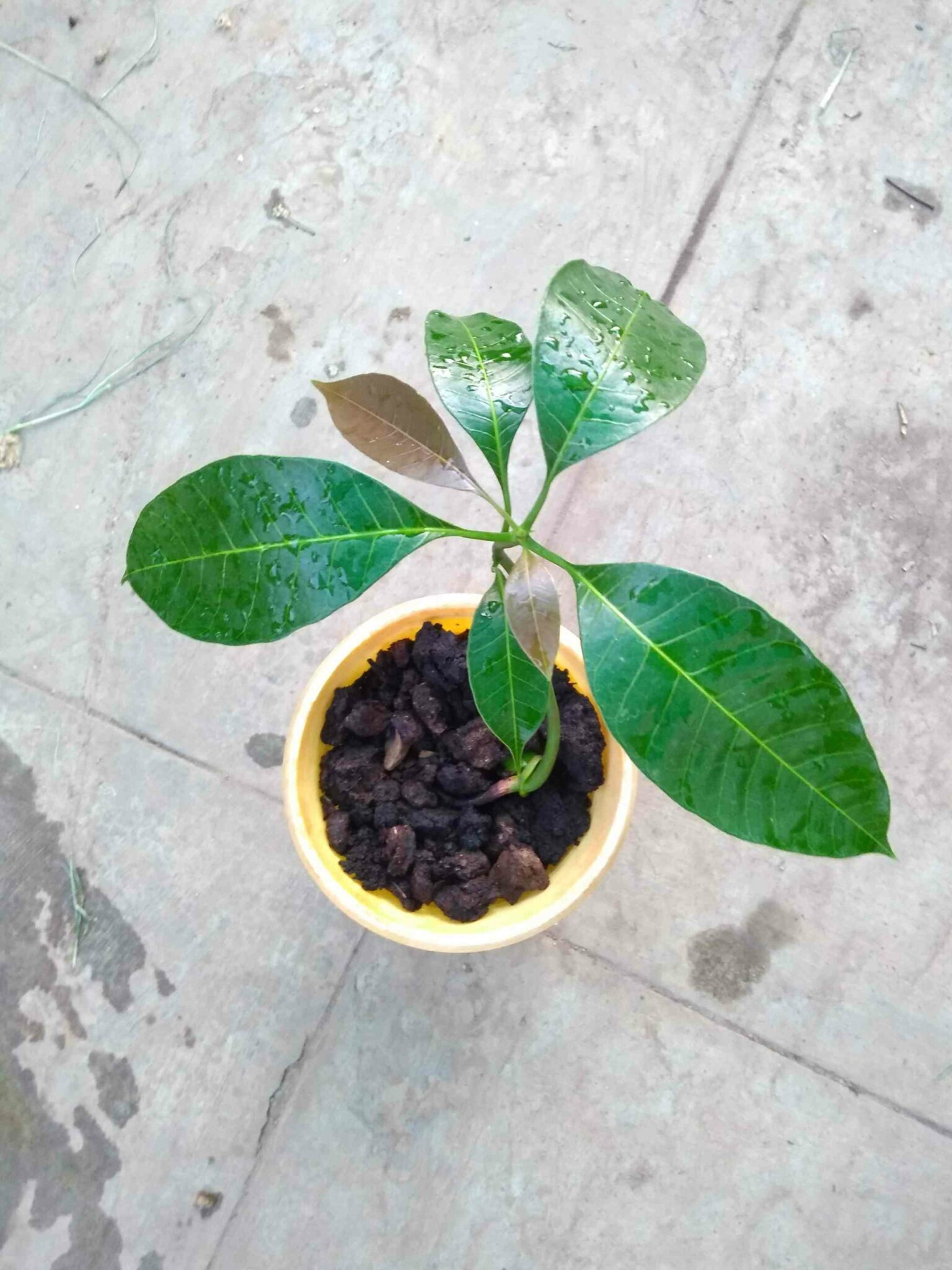 How to Grow Mango Trees at Home in Just 6 Easy Steps