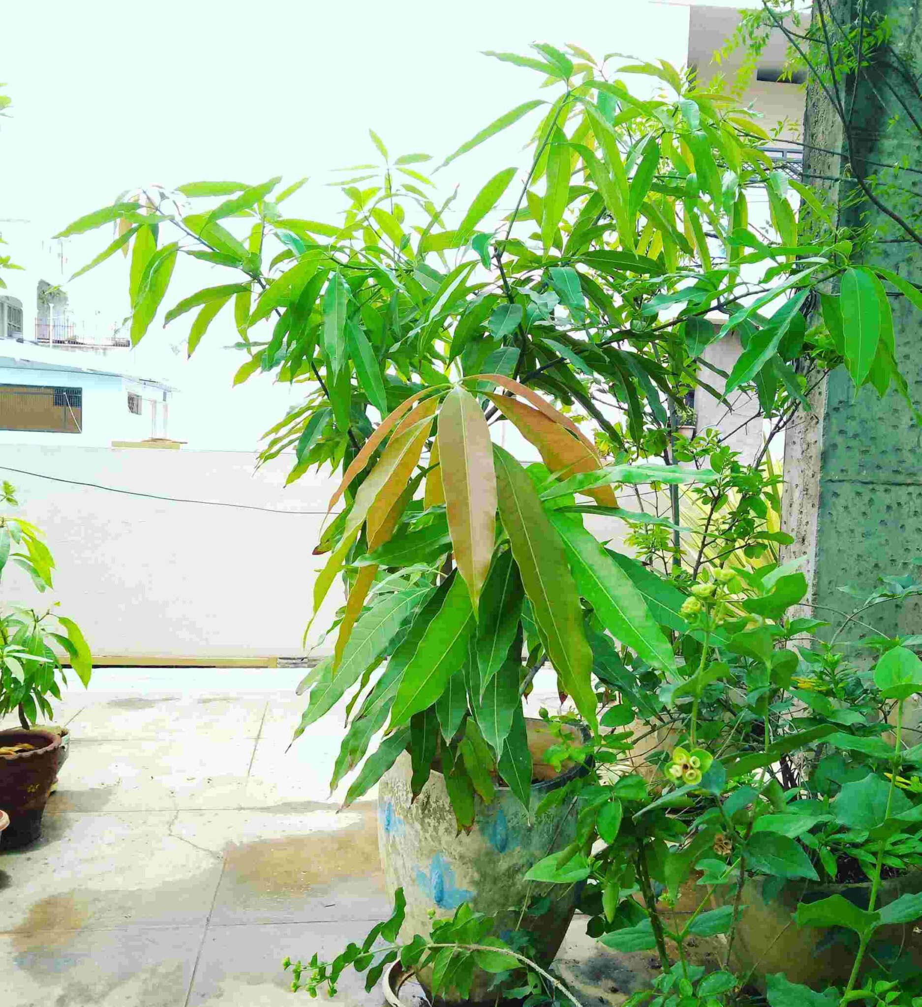 How to Grow Mango Trees at Home in Just 6 Easy Steps