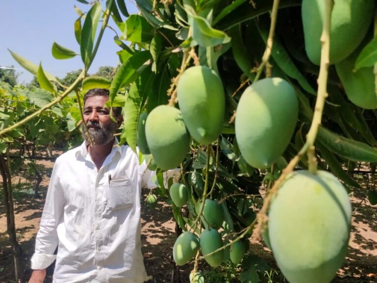 New Trend In Mango Farming Helps Maha Farmer Reap Profits Worth Rs 6 ...