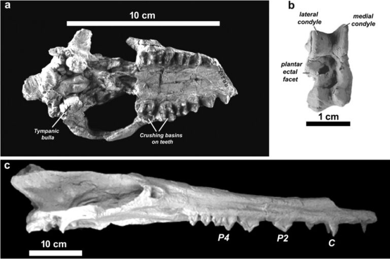 IIT Prof Helps Prove Indian Origins Of When Whales Were Cat-Sized ...