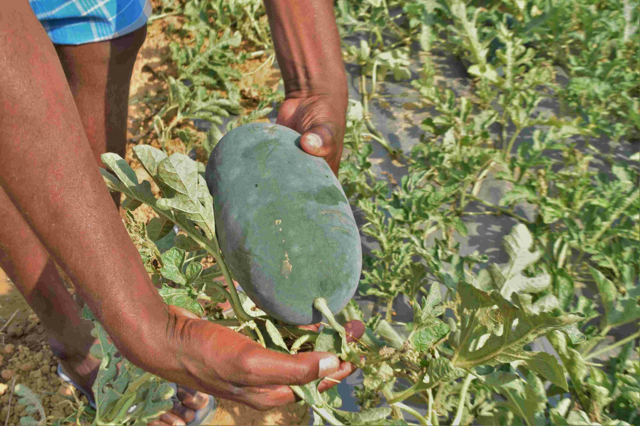 WB Villages Save Up To 60% Water By Growing Watermelons Using This ...