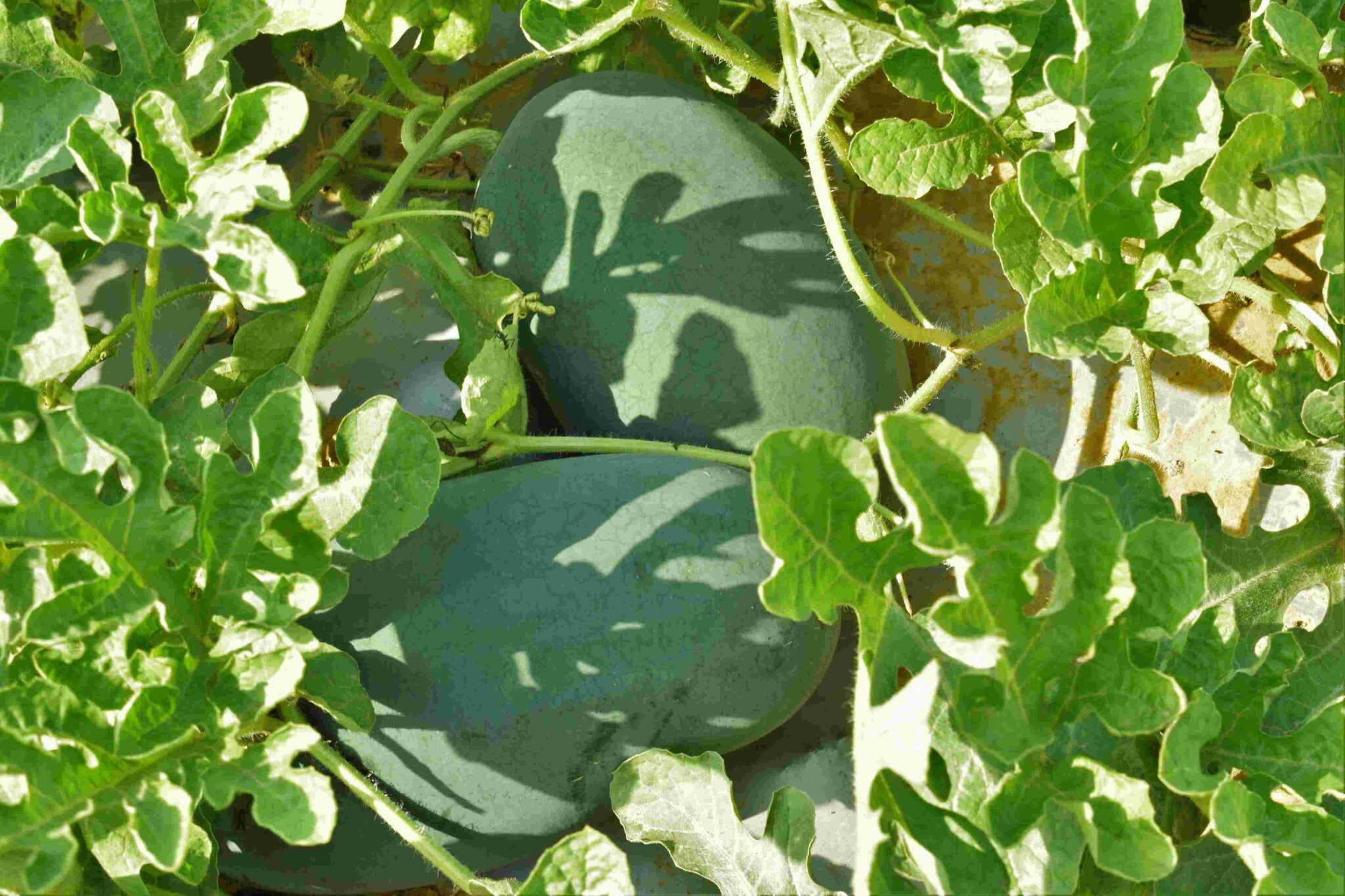 WB Villages Save Up To 60% Water By Growing Watermelons Using This ...