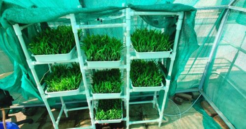 Engineer-Duo's Hydroponic Setup Produces 50kg Fodder a Day, Uses 95% ...