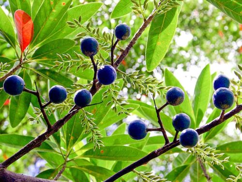 How To Grow Rudraksha Tree At Home: Gardening Enthusiast Shares 4 Easy ...