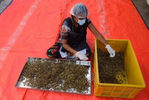 Non-Caffeinated Tea? Ask the Woman Earning Rs 2.5 Lakh/Month From It!