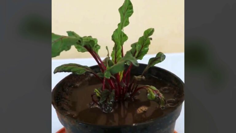 How to Grow Beetroots in Pots at Home: Gardener Shows in 10 Simple Steps