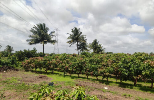 Here's How GI Tagging 400 Million Alphonso Mangoes Will Boost Farmer ...