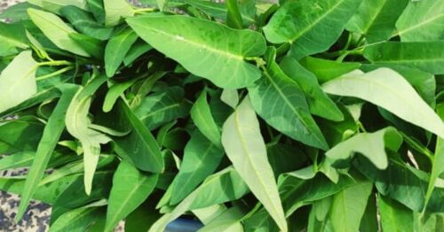 'Saag' Map Of India: 10 Desi Leafy Greens You Need to Pick Over Kale ...