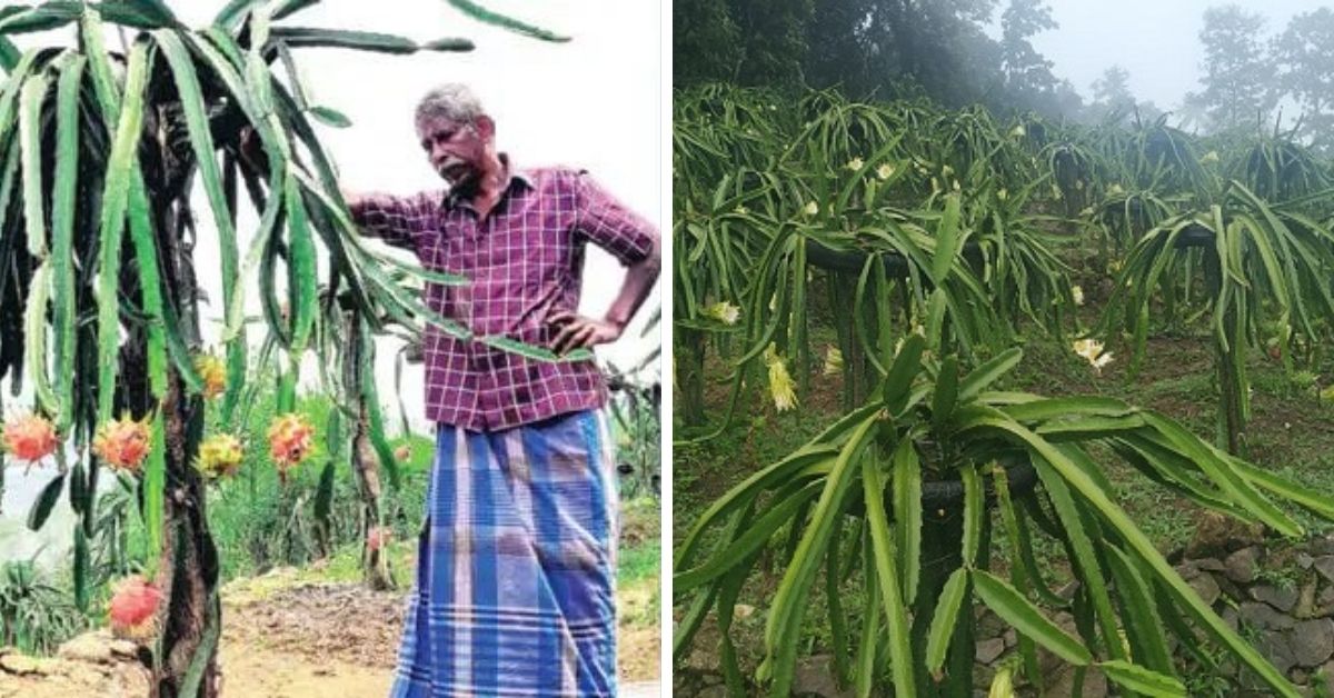 Retired Banker Turns Farmer; Earn Rs 10 Lakh per Season From Dragon ...