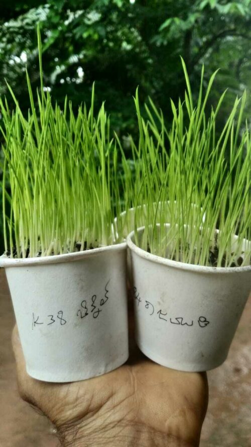 Kerala Farmer Sources Seeds From India & Japan to Grow 650 Varieties of ...