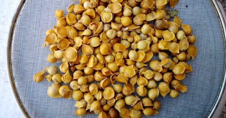 Cholesterol to Cough: Science Says This Rare Himalayan Garlic is a ...