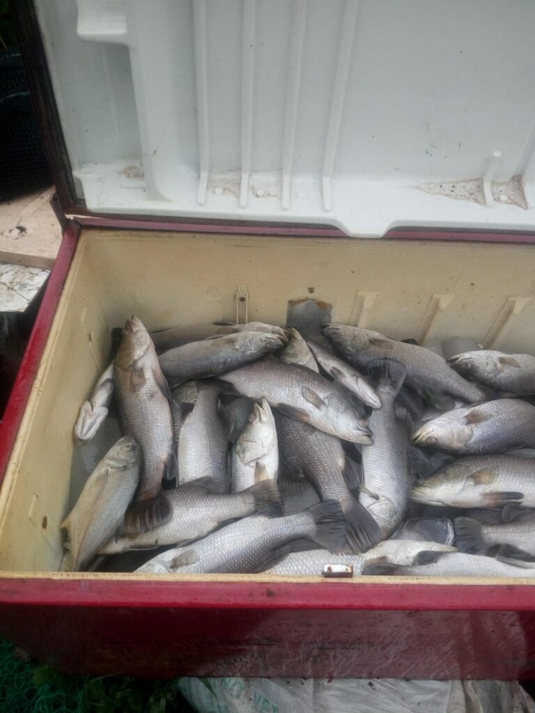 Kerala Woman’s Award-Winning Fish Farm Helps Her Earn Rs 5 Lakh/Year