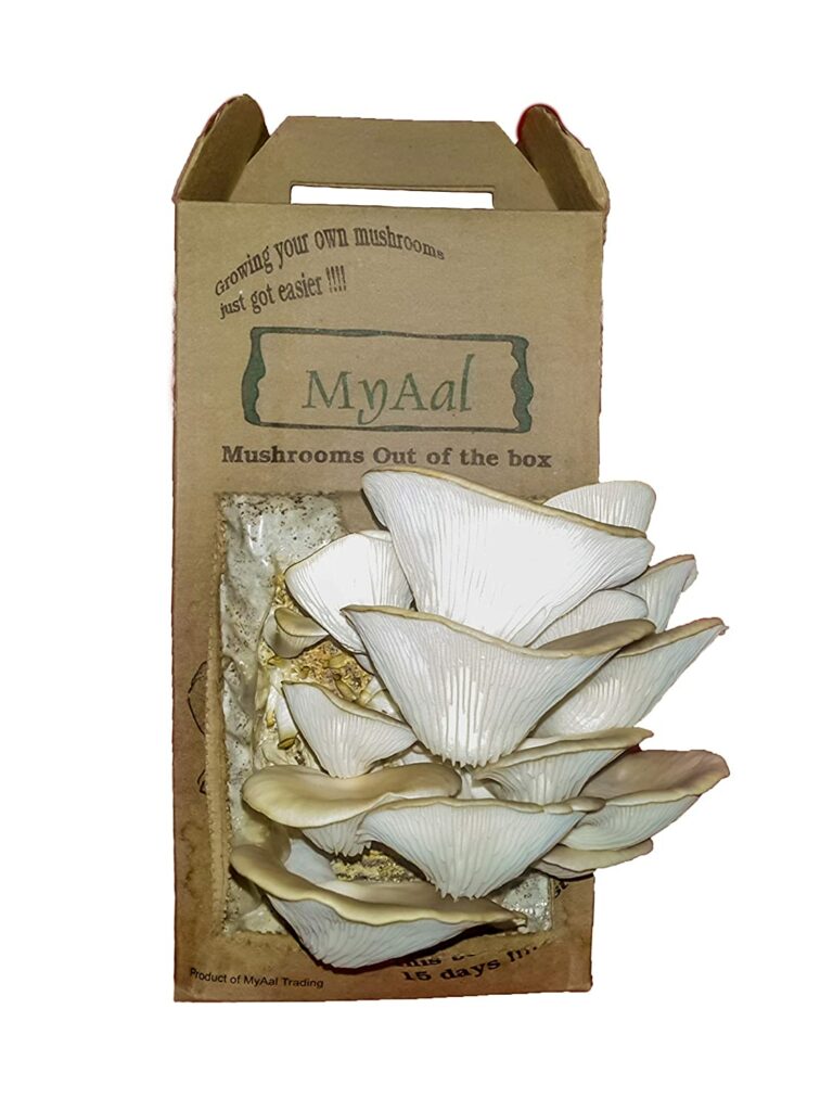 Best DIY Mushroom Grow-Kits for Your Garden & 5 Expert Tips to Get you ...