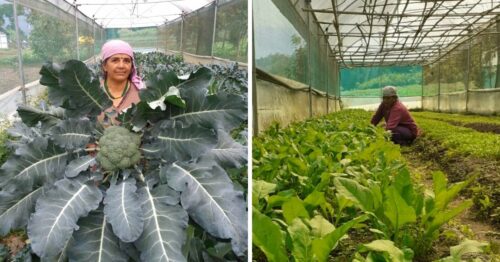 Sikkim Farmer Turns Life Around With Organic Cultivation, Income ...