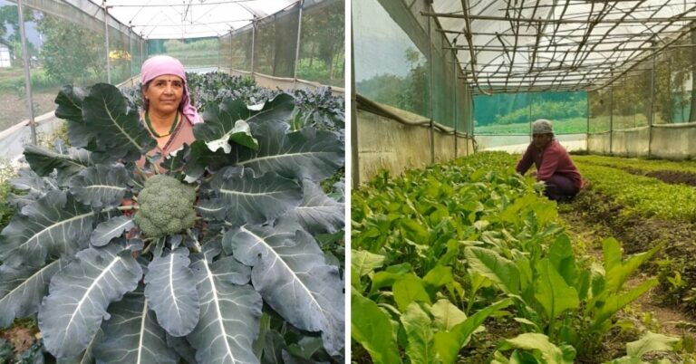 Sikkim Farmer Turns Life Around With Organic Cultivation, Income ...