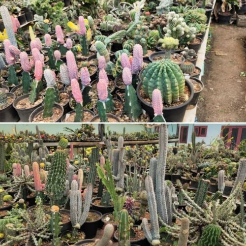 From Japan & Malaysia, 67-YO Grows 500+ Varieties of Cacti on Terrace