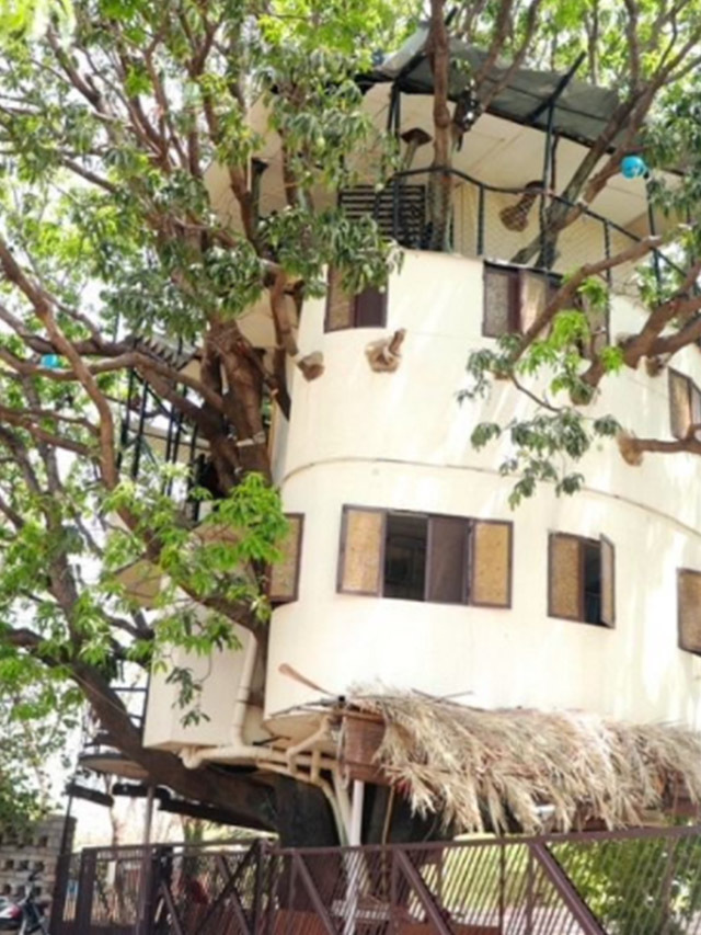 Inside the 3-Story House Built on a 40-Foot Mango Tree Without Cutting ...