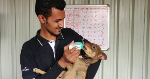Spending Lakhs, Entrepreneur Provides Care To 2000 Injured Dogs