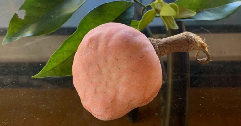 Eaten Ramphal Yet? Here's Why You Need to Include This Powerhouse Fruit ...