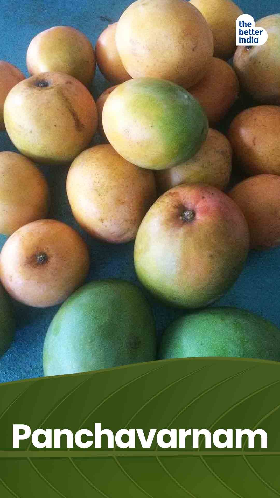 7 of India’s Rarest Mango Varieties: How Many Have You Tried?