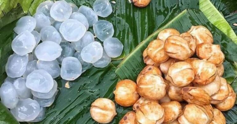 Taal, Tadgola, Nungu: Ice Apples, India's Traditional Saviour in the ...