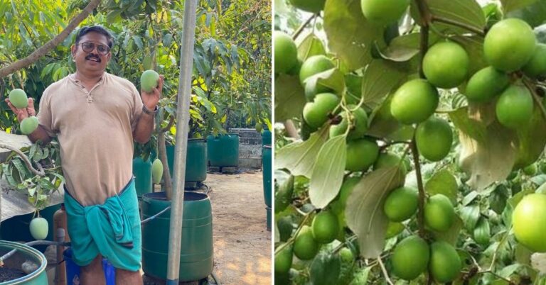 Kerala Gardener Grows 135 Fruit Trees In Plastic Drums On Terrace ...