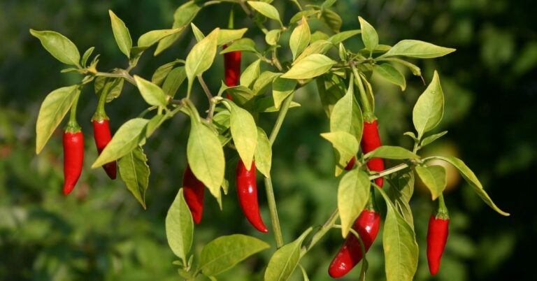 Mirchi Map of India: 5 GI-Tagged Indian Chillies Famous For Their Flavour