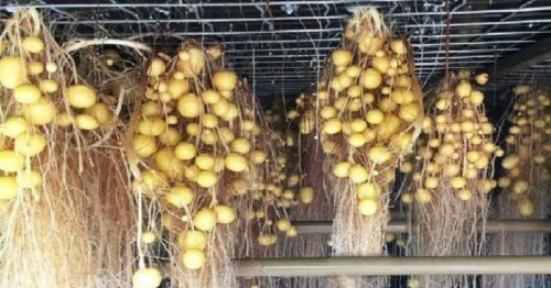 How to Grow Potatoes in The Air With a Technique That Increases The ...