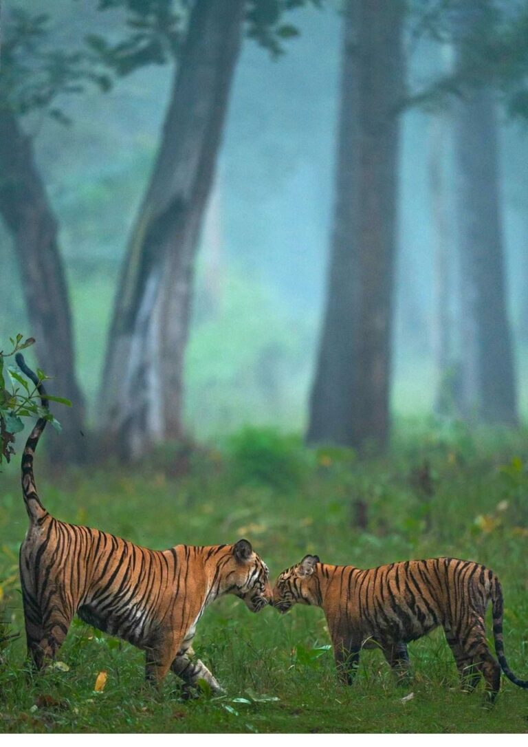 India in Pics: 7 Best Jungle Safaris & Forest Tours You Shouldn’t Miss