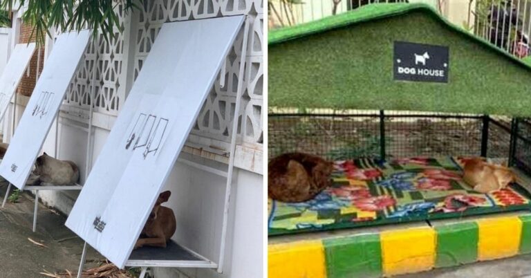 In Pics: 8 Brilliant and Simple Ideas To Help Animals, Birds Survive ...