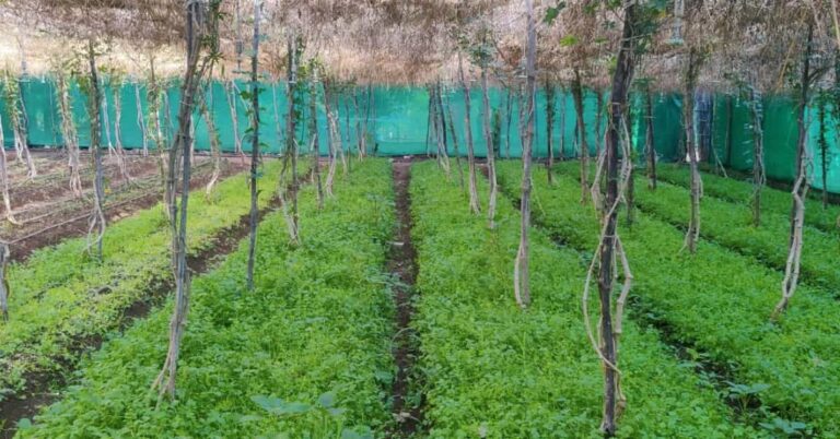 Farmer Akash Chaurasia Uses Multilayer Farming to Earn Lakhs