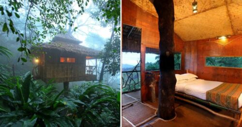 10 Tree Houses In India For An Unforgettable Vacation 40 Feet In The Air