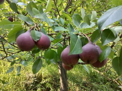 74-YO Kashmiri Farmer Grows Red Pears & Earns Rs 25 Lakh/Yr