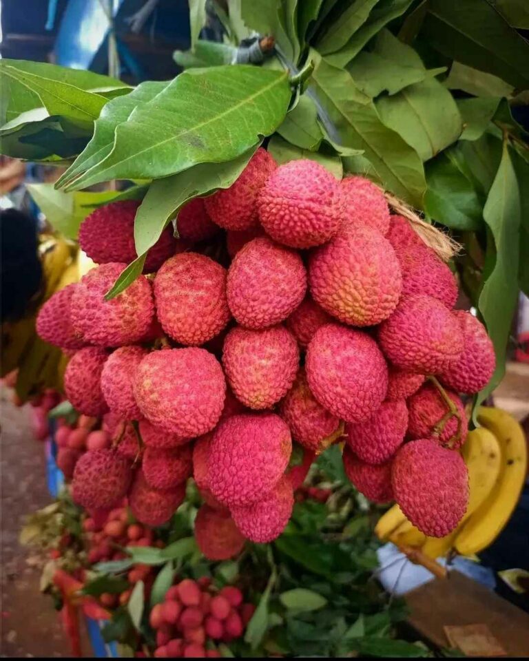 Fruit Map of India: 60 Famous Local Varieties & Where to Find Them