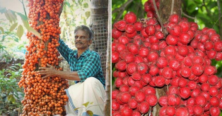 Kerala Farmer Earns Fame Growing Rare Wild Fruit Loved by Locals