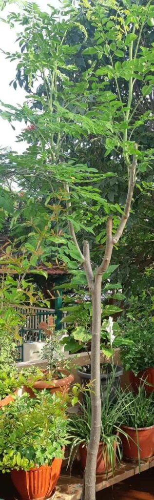 How To Grow Moringa At Home: 8 Steps From An Urban Gardener