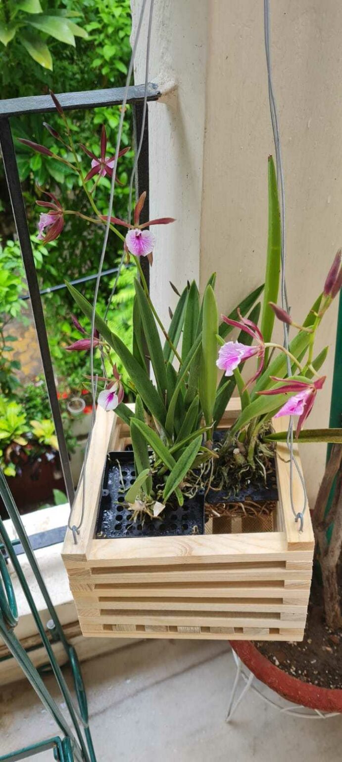How to Grow Orchids at Home: 63-YO Urban Gardener Shares 10 Easy Steps