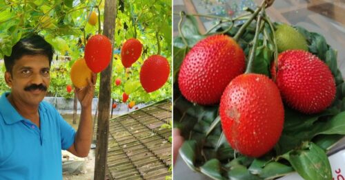 Farmer Grows ‘Fruit of Heaven’, Earns Lakhs From Seeds Alone
